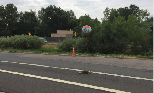 SEEN: Someone in Boulder gave a dead raccoon a "Get Well Soon" balloon