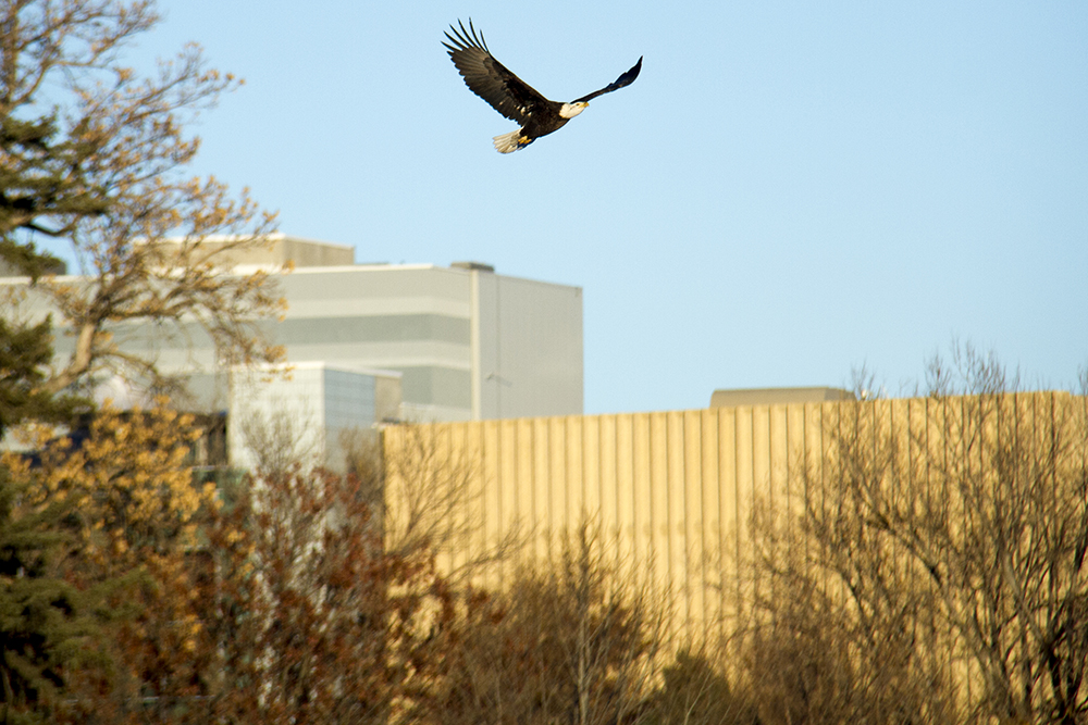 Is Denver seeing more bald eagles? - Denverite, the Denver site!