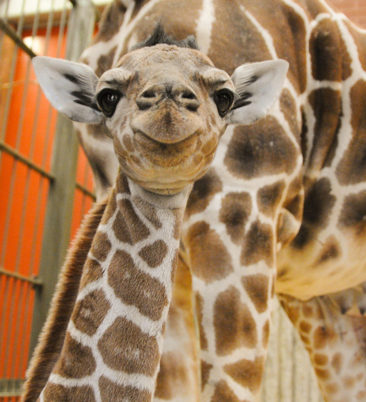LOOK: Baby giraffe born at the Denver Zoo is unreasonably cute ...