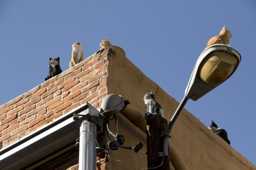 If you've ever wished Denver's alleys were more like your cat lady ...