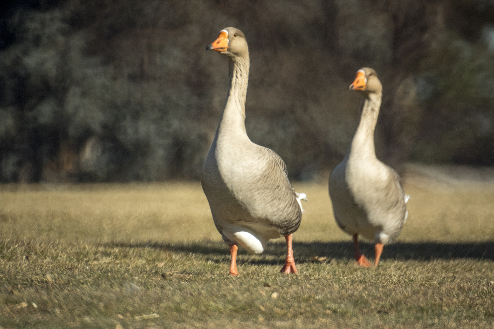 Denver's Hot Duck is a Weird Goose - Denverite, the Denver site!