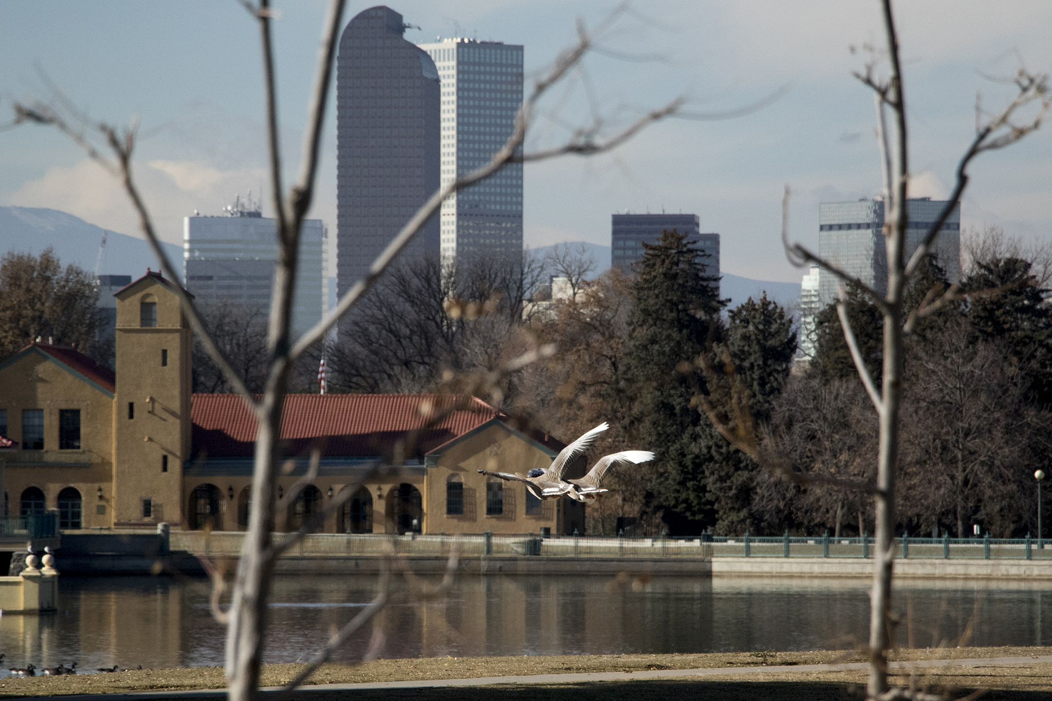 Denver's Hot Duck is a Weird Goose - Denverite, the Denver site!