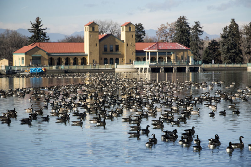 Denver's Hot Duck is a Weird Goose - Denverite, the Denver site!