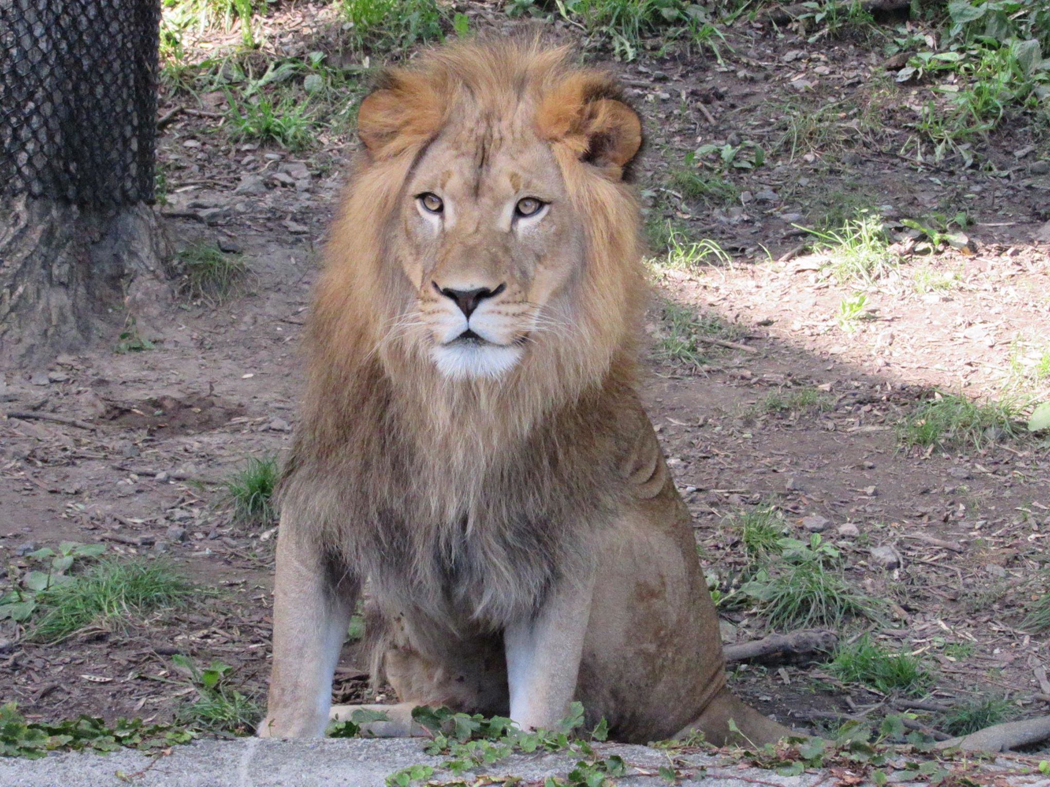 Denver Zoo is getting a new male lion, Tobias - Denverite, the Denver site!
