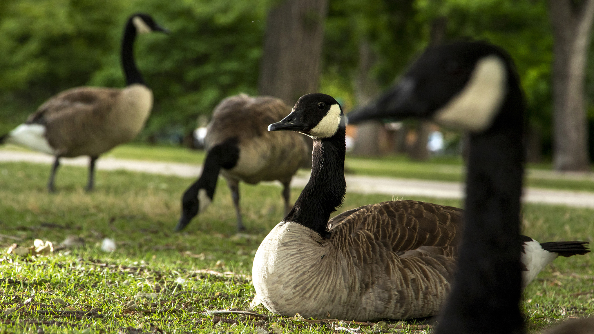 Denver is capturing geese from city parks to be killed and given to ...