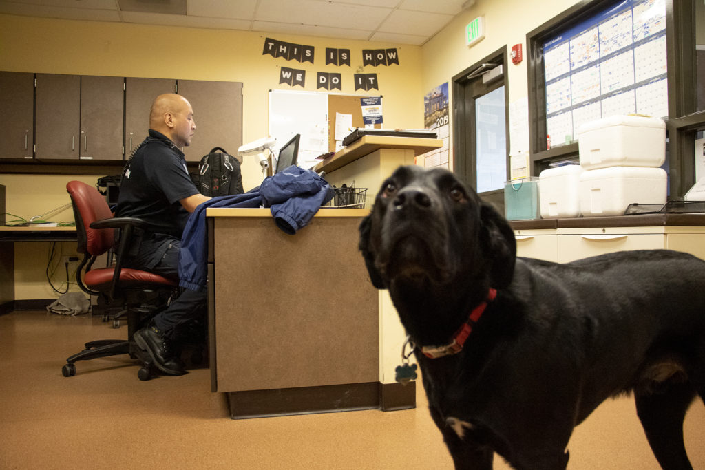 Why Denver is telling residents to catch stray dogs