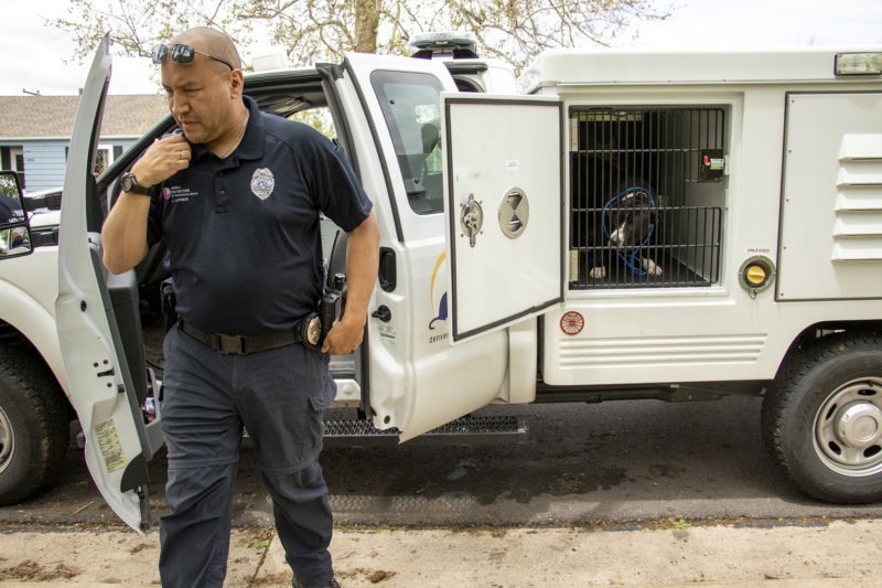 Labradors, cats and chihuahuas are Denver's most popular pets ...