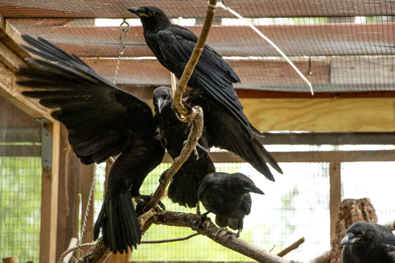 Are crows invading Denver? - Denverite, the Denver site!