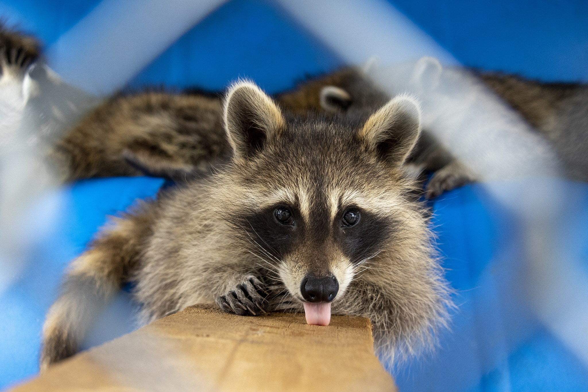 Does Denver have a raccoon problem or a Ring problem? - Denverite, the ...