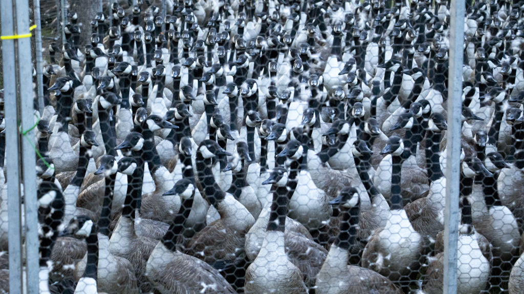 Some of Denver's park goose meat is going to local anti-hunger ...