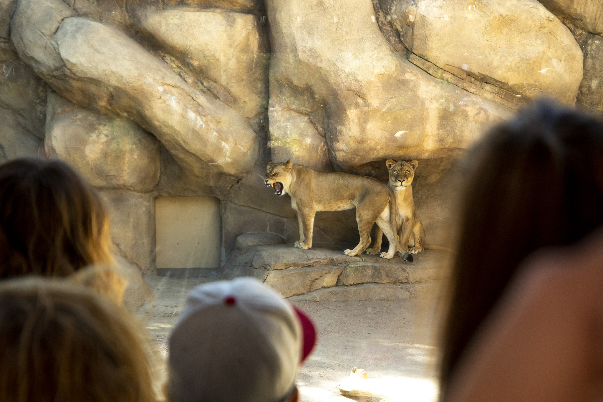 Hi, my name is _________, the Denver Zoo's new lion cub, and I came out ...