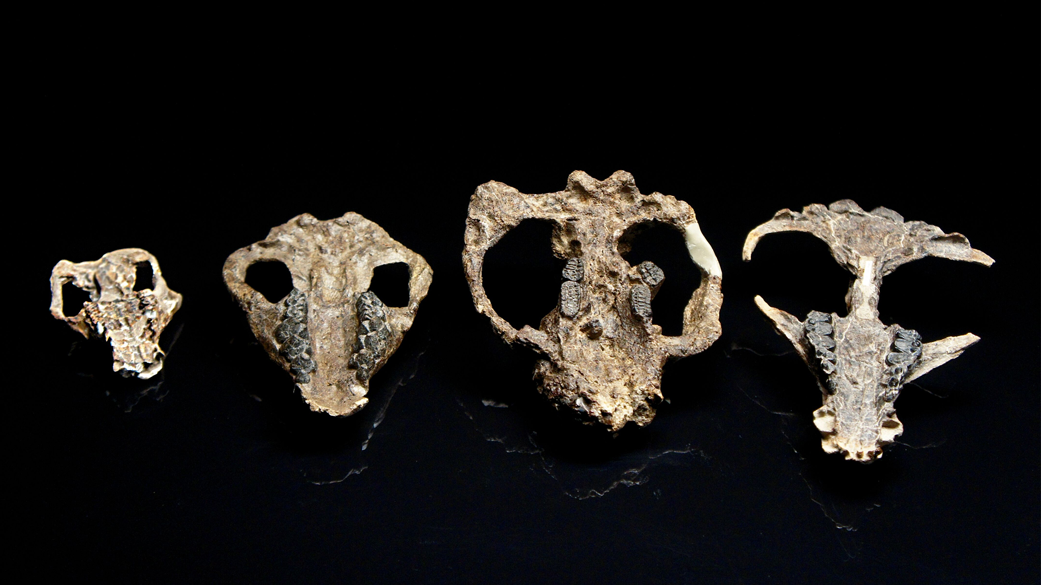 Denver scientists have been secretly working on a massive fossil cache ...