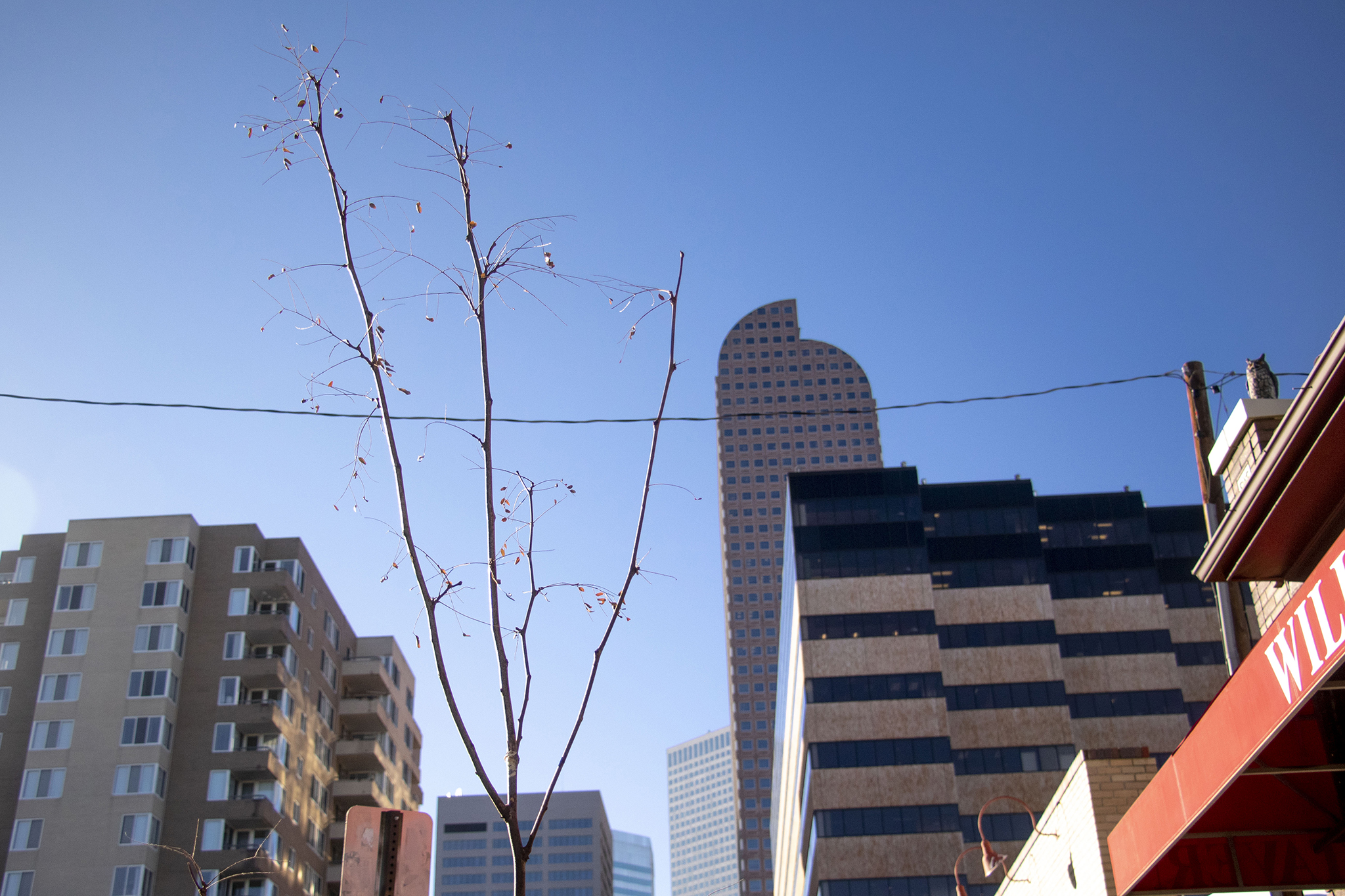 Denver's downtown is the worst in its class at growing trees so it ...