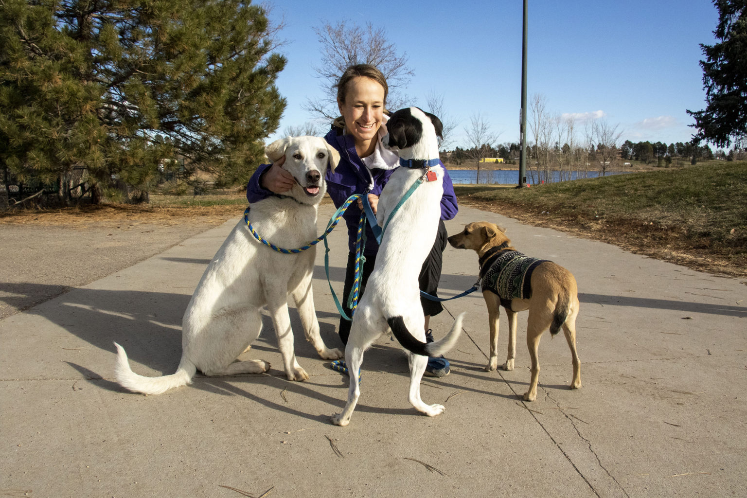 Denver has more dogs than children, and everything else we learned ...