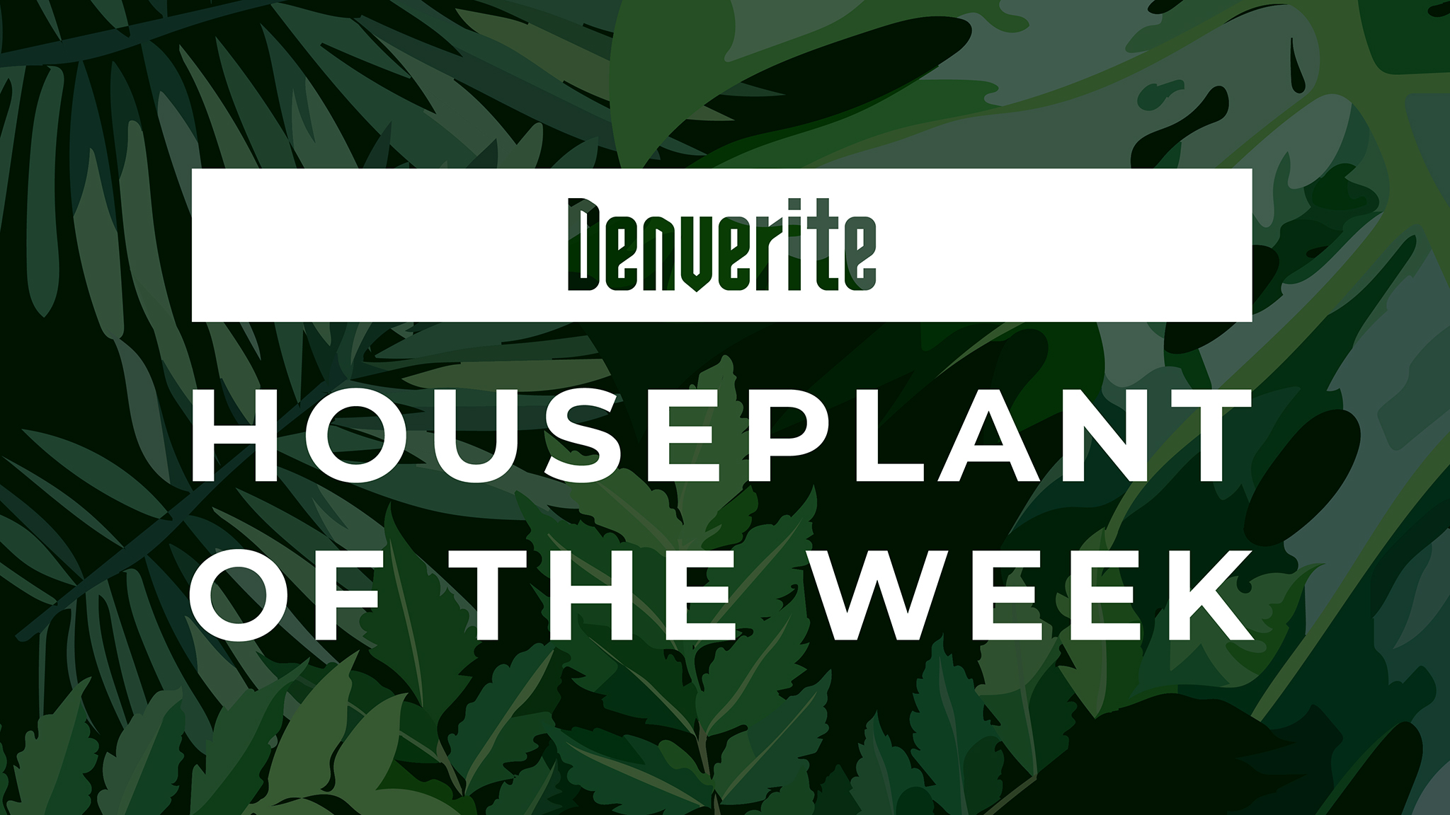Houseplant of the week: The world's most powerful plant