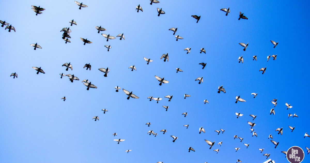 Hey Denver, bird migration is happening again and you can help (a ...