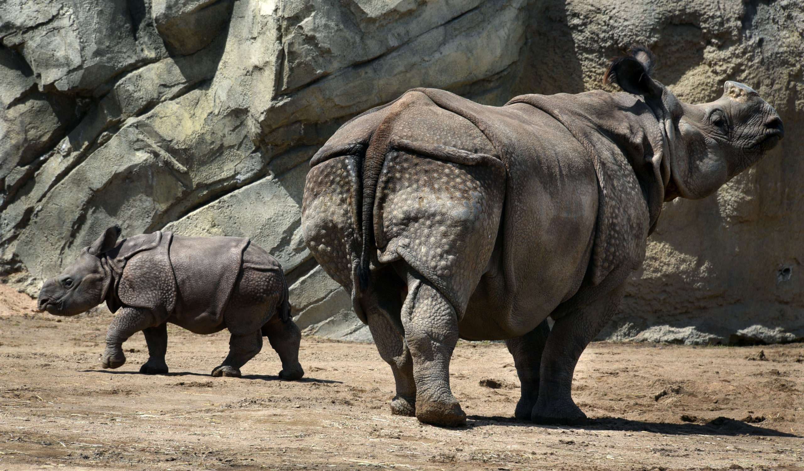 Without visitors, the Denver Zoo faces an uncertain financial future