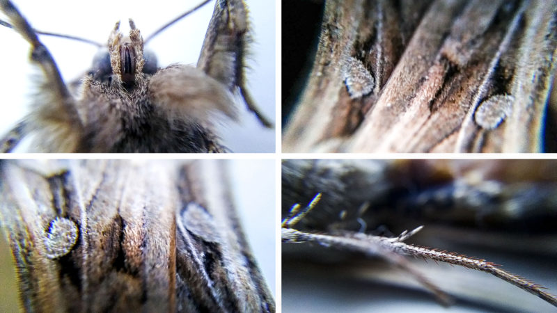 Colorado, moths have you surrounded. Here's what to know. - Denverite ...