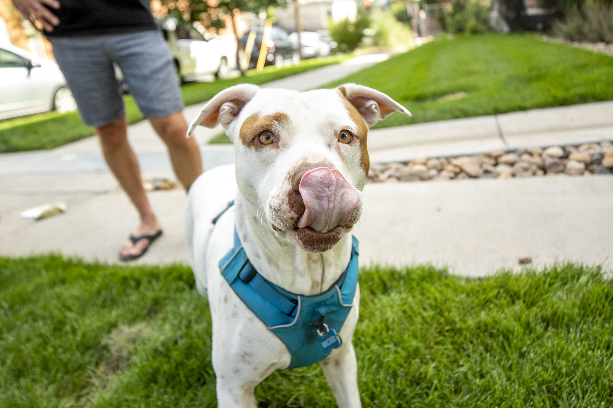 Need a pit bull permit? Hurry, Denver Animal Protection is providing ...