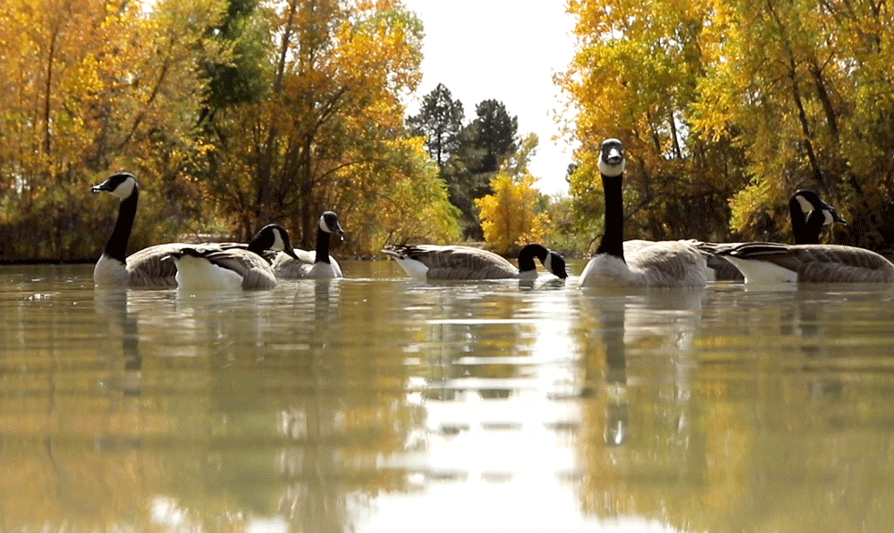 Love 'em or hate them, the geese are here to stay though their numbers ...