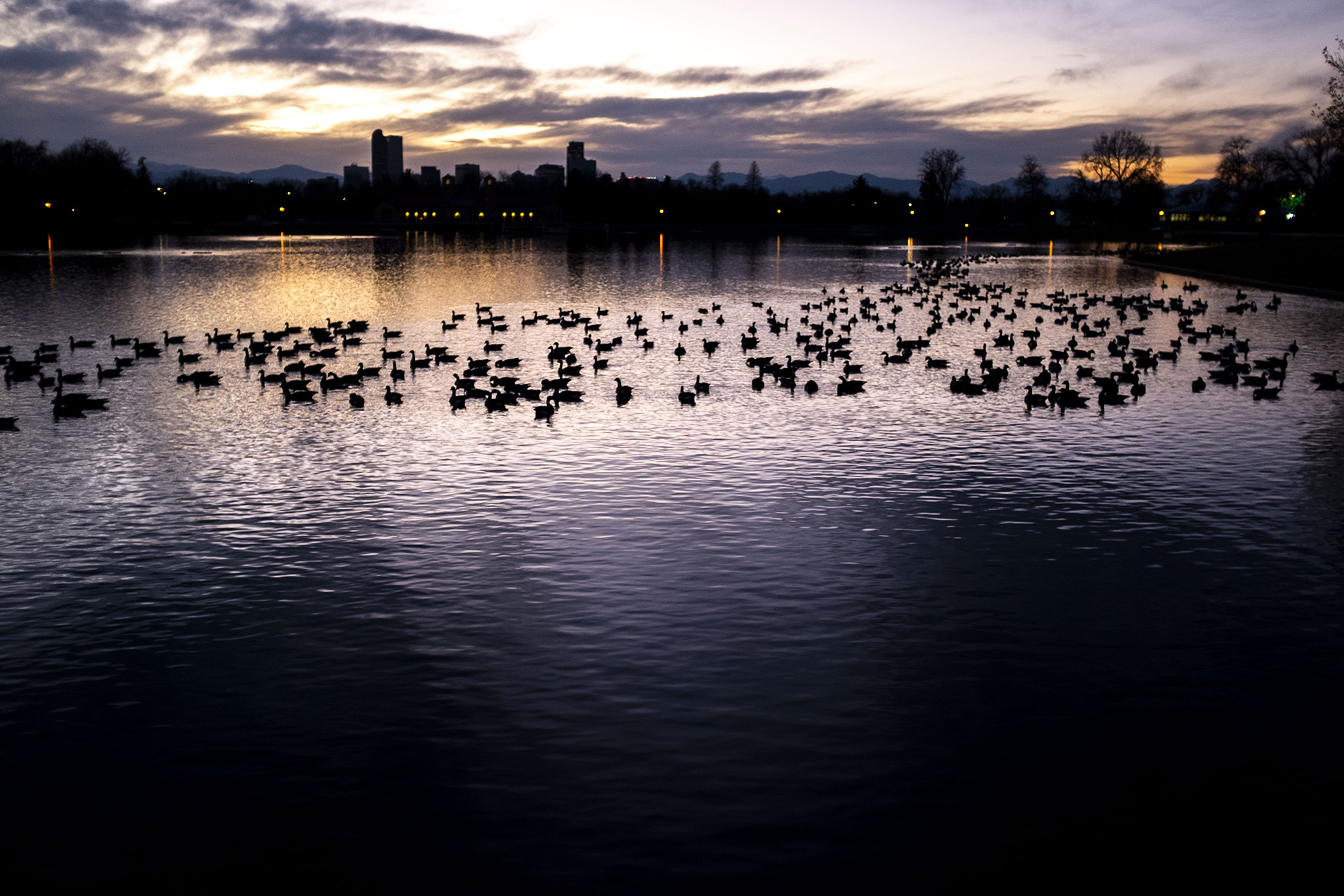 Love 'em or hate them, the geese are here to stay though their numbers ...