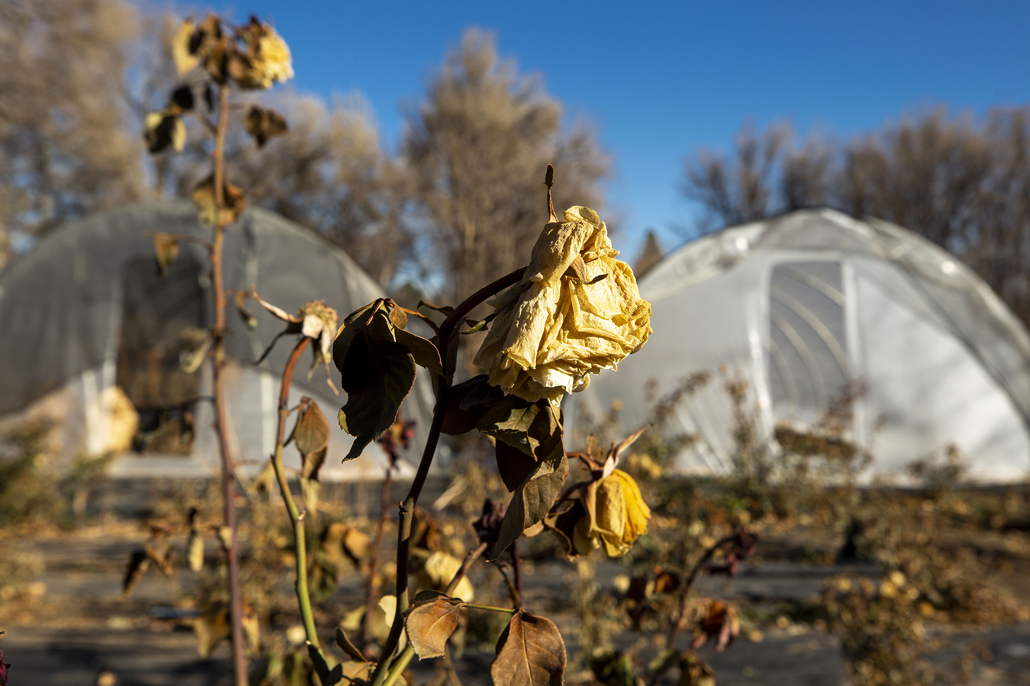 Everyone dies, so why not go out as a tree?