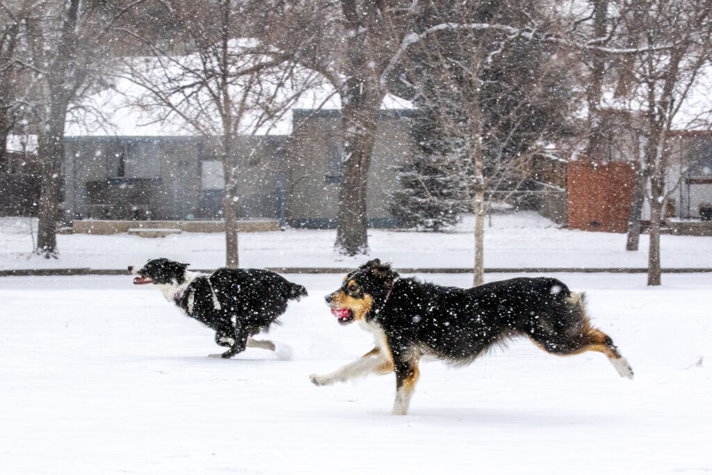 New Year's Eve in Denver could threaten all nine of your cat's lives ...