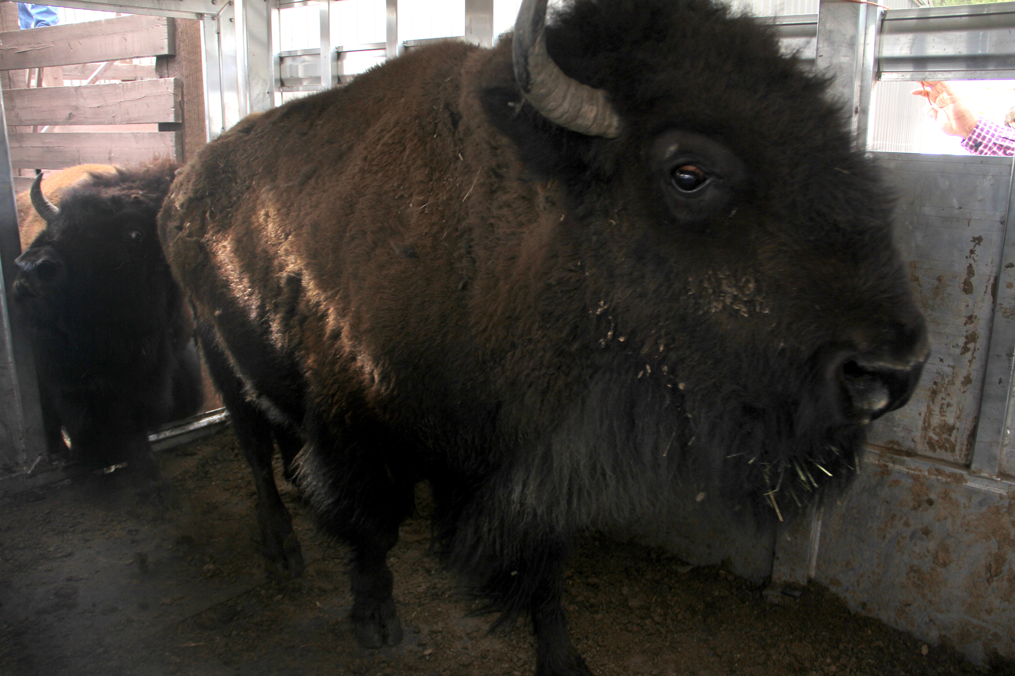 Denver donates 13 bison to Cheyenne and Arapaho Tribes in Oklahoma