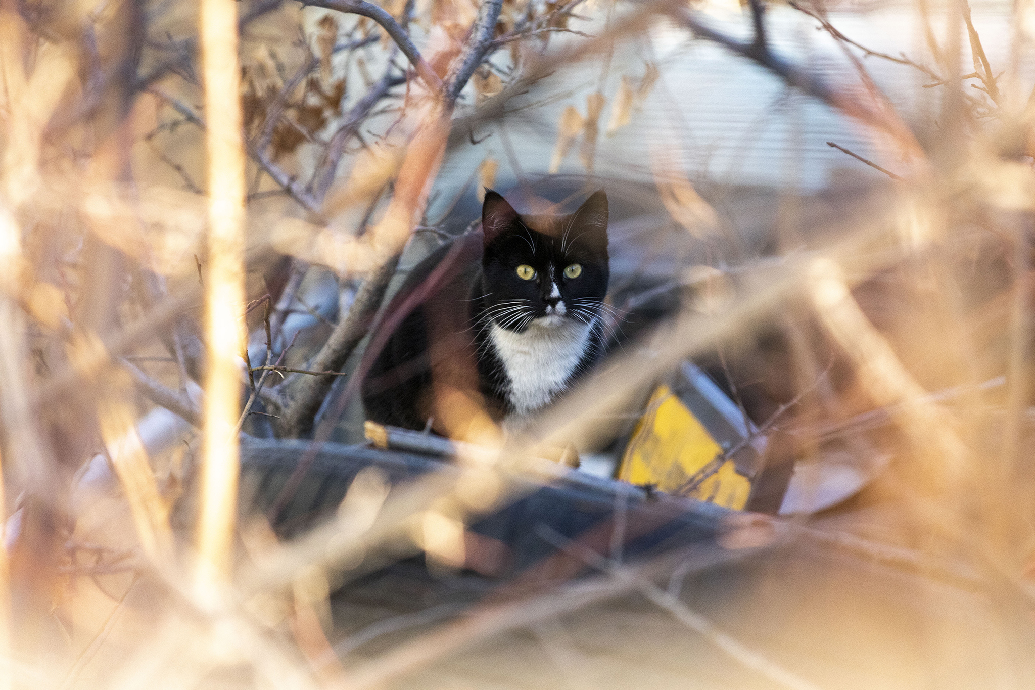 Meet the caretakers of Denver's feral cats