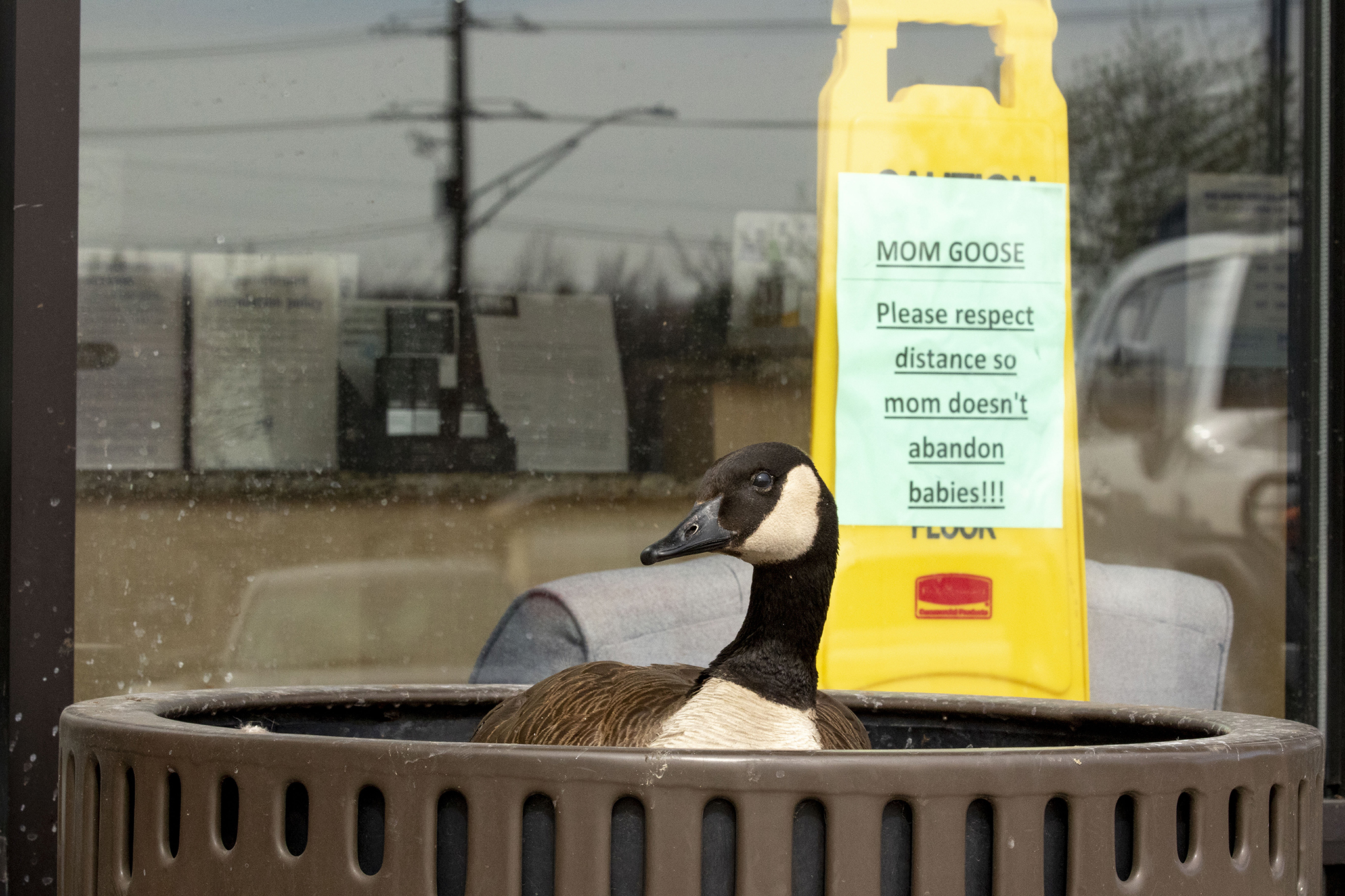 Meet the nesting (goose) moms of Hampden South's Tiffany Plaza ...