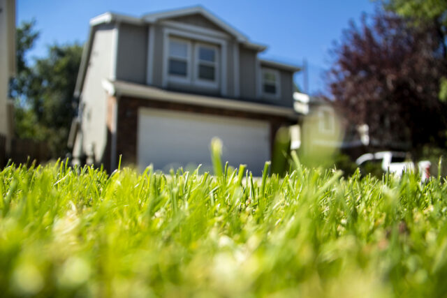 Aurora says no new grass, Colorado wants to help replace lawns -- where ...