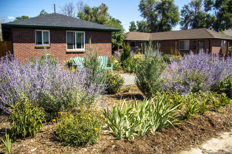 Aurora says no new grass, Colorado wants to help replace lawns -- where ...