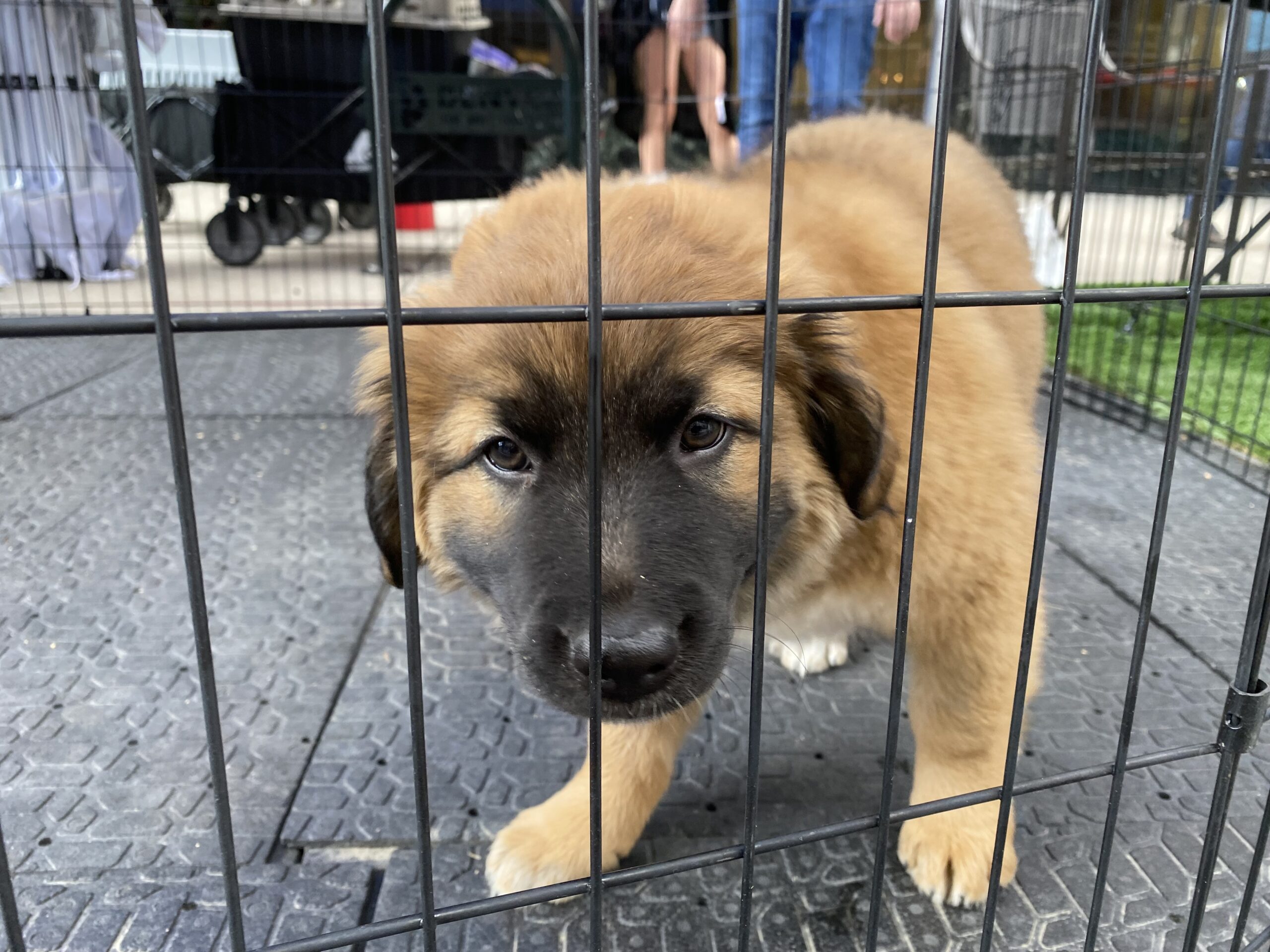 Cars vs. puppies: You decide - Denverite, the Denver site!