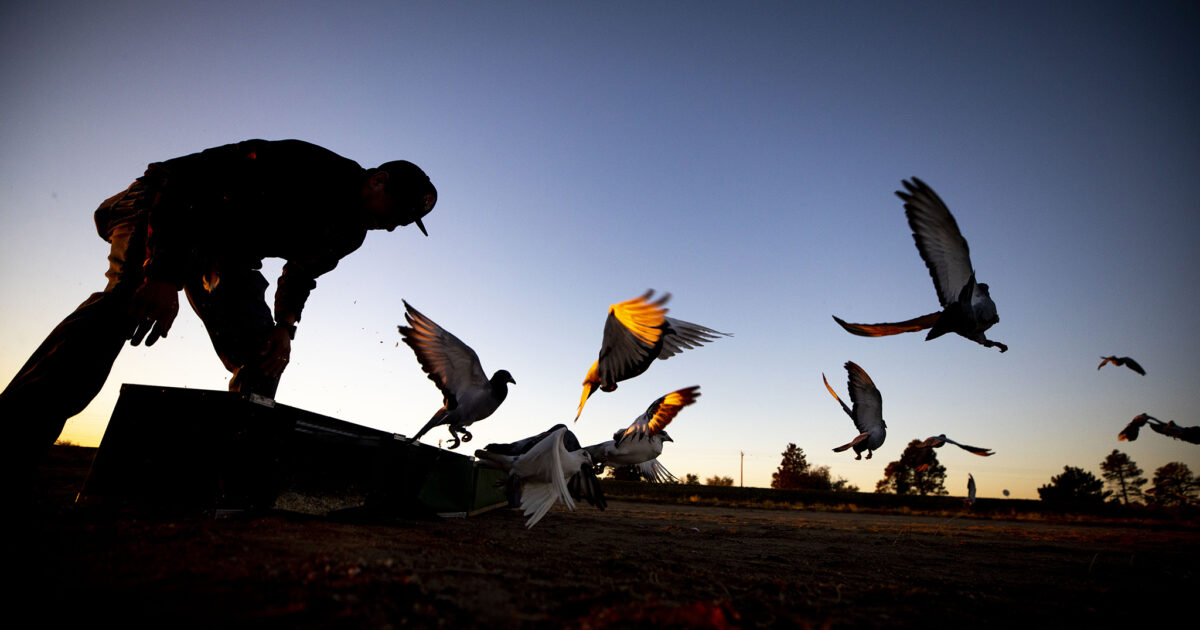 Zen and the art of pigeon racing: win or lose, the sport is an escape ...