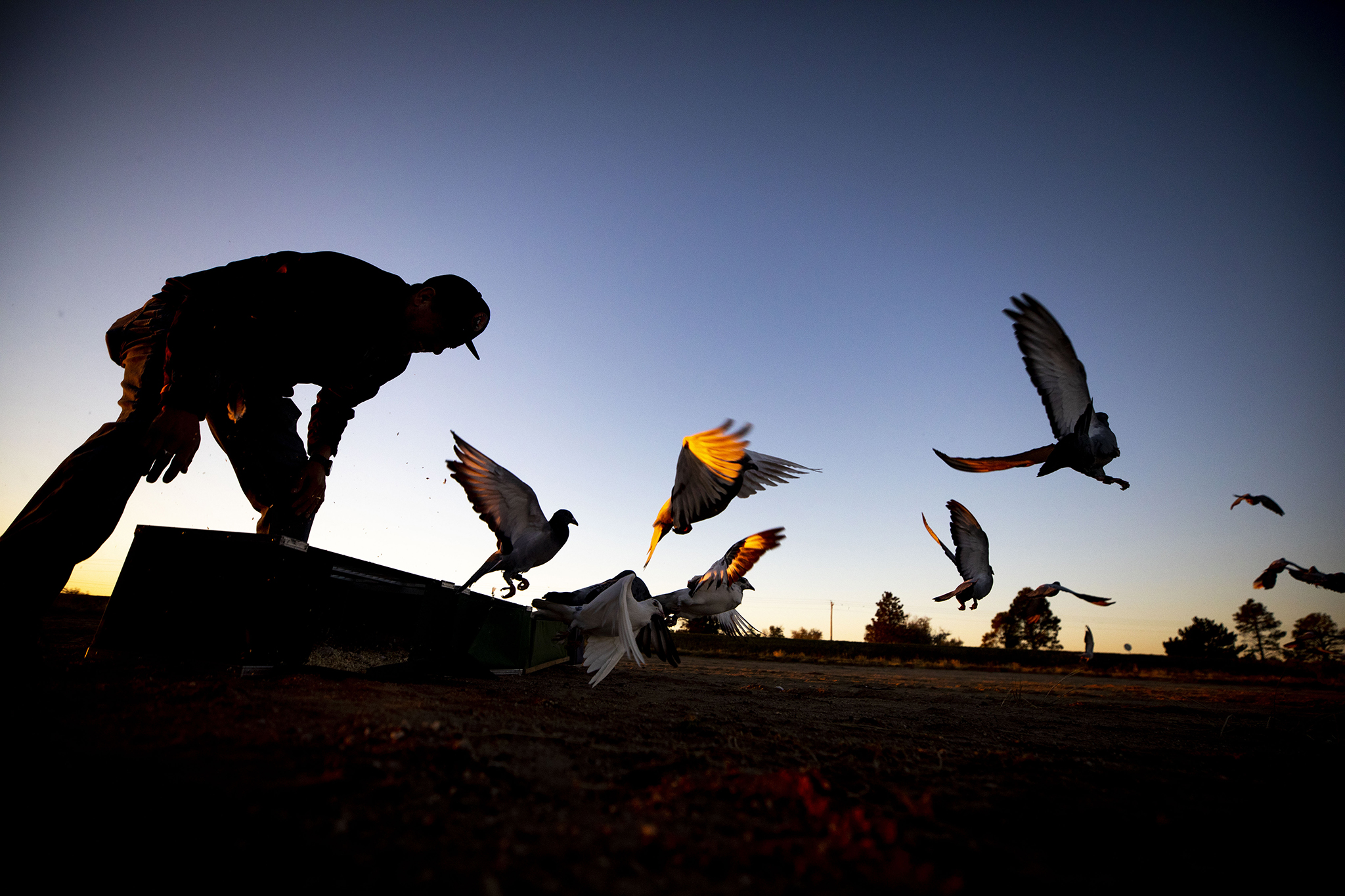 Zen and the art of pigeon racing: win or lose, the sport is an escape ...
