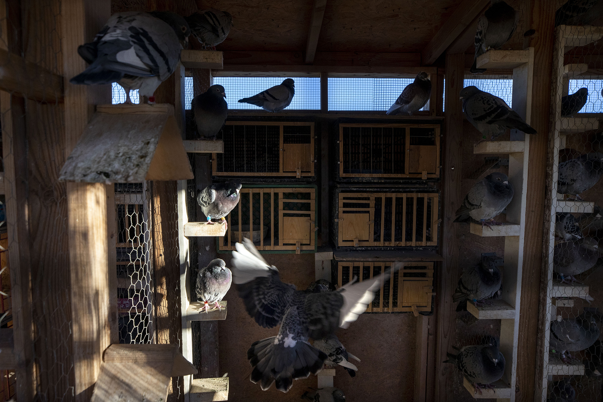 Zen and the art of pigeon racing: win or lose, the sport is an escape ...