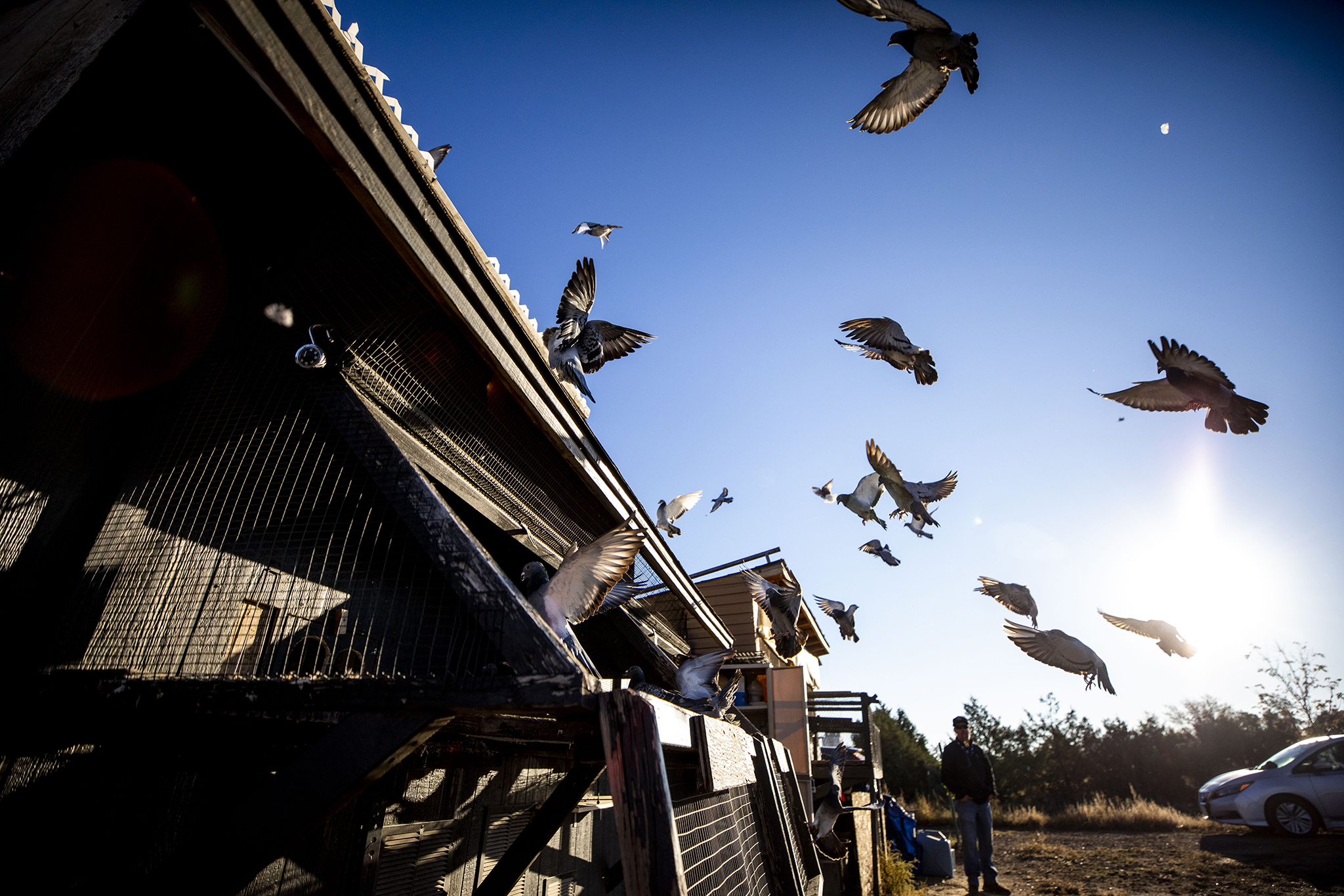 Zen and the art of pigeon racing: win or lose, the sport is an escape ...
