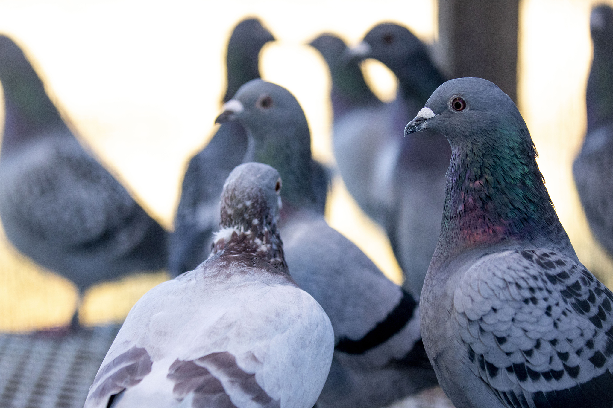 Zen and the art of pigeon racing: win or lose, the sport is an escape ...