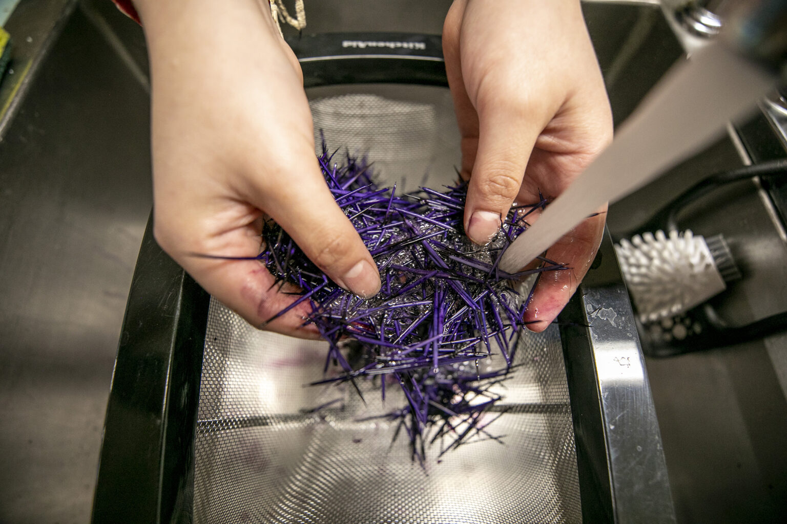 How a Denver Zoo porcupine's quills found their way to a Native ...