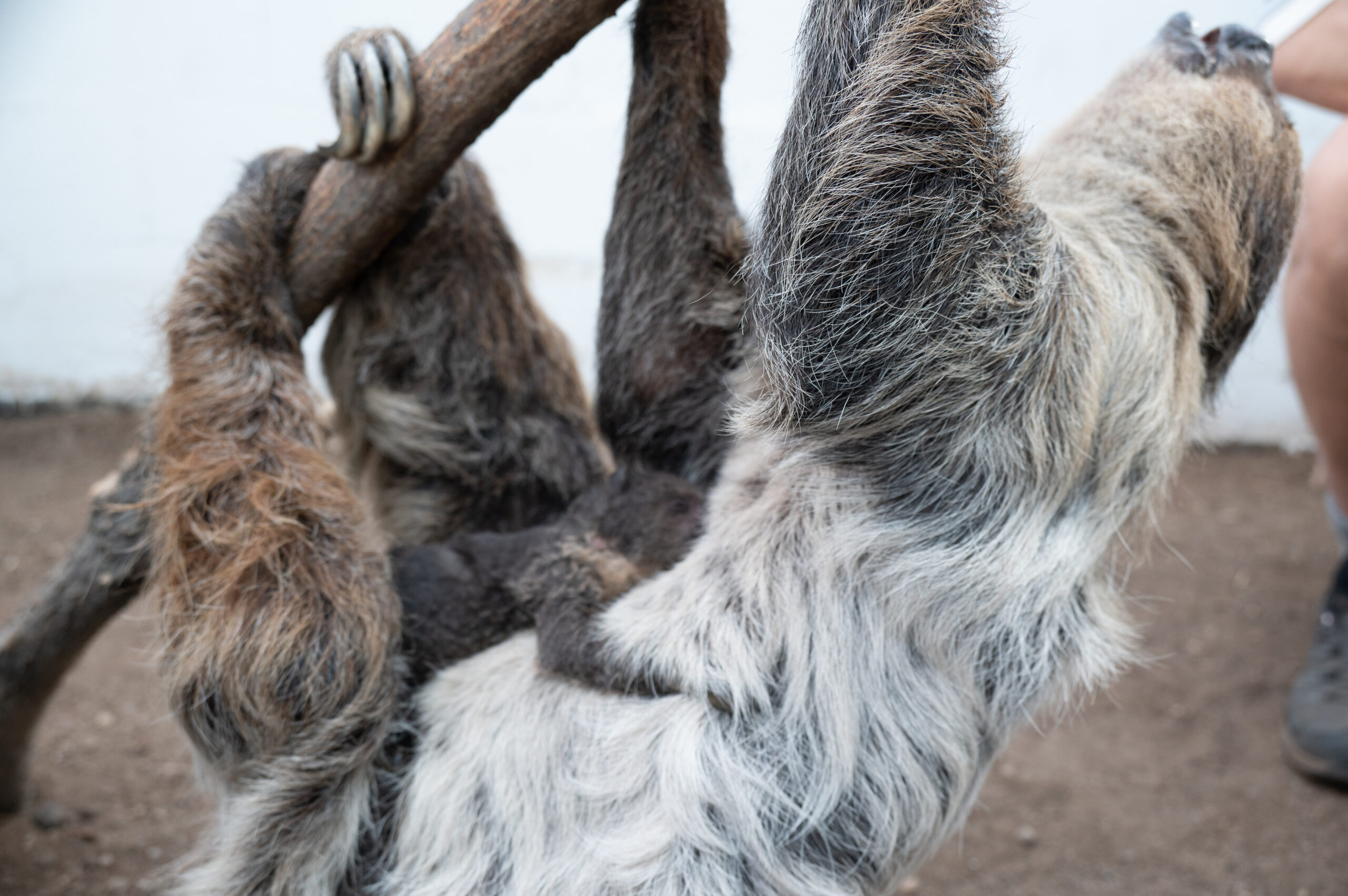Denver Zoo's new baby boy sloth needs a name. Here's how you can help name him - Denverite, the ...