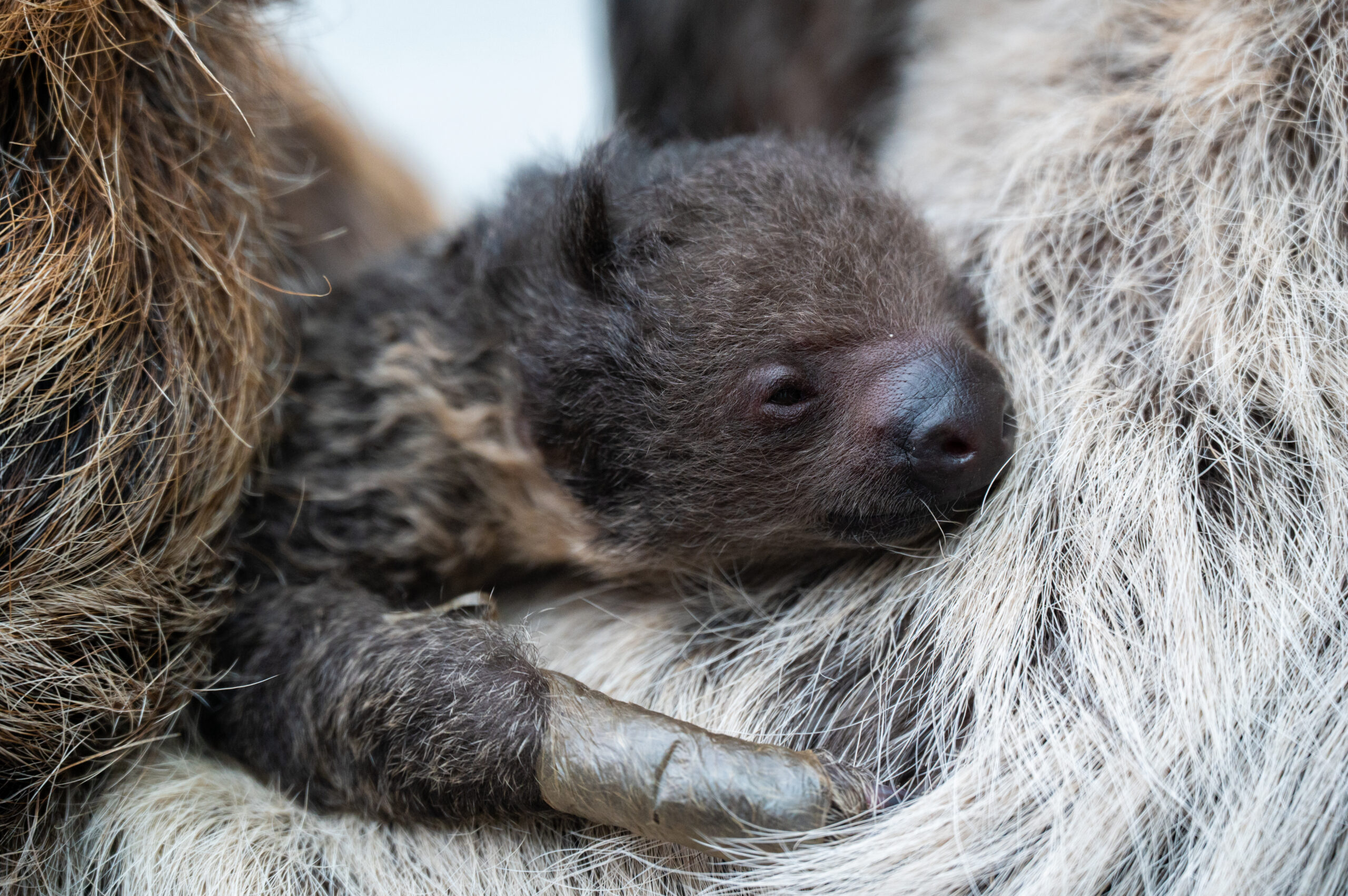 The Denver Zoo's baby sloth officially has a name