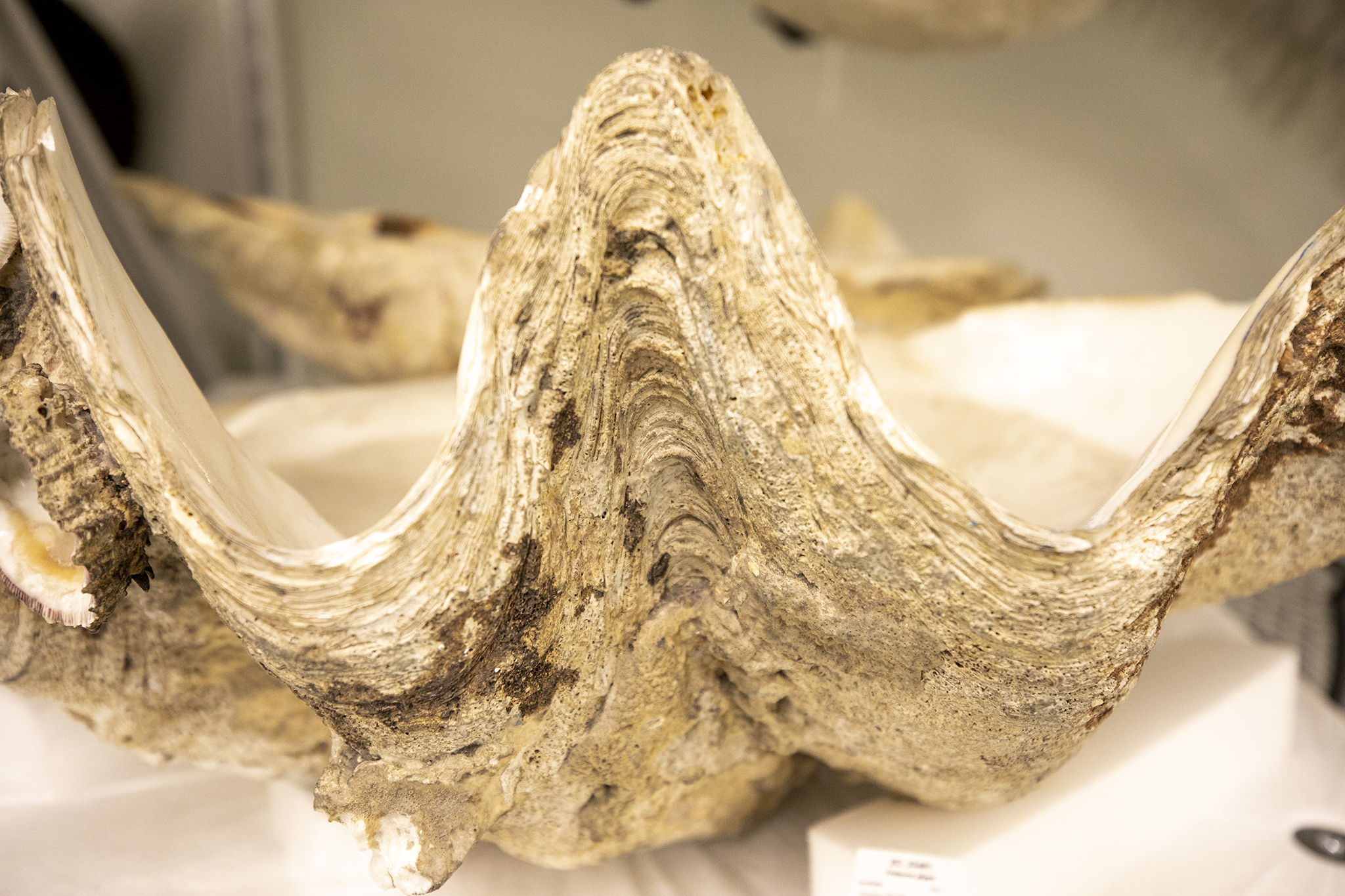 Meet the giant clam at the Denver Museum of Nature and Science that ...