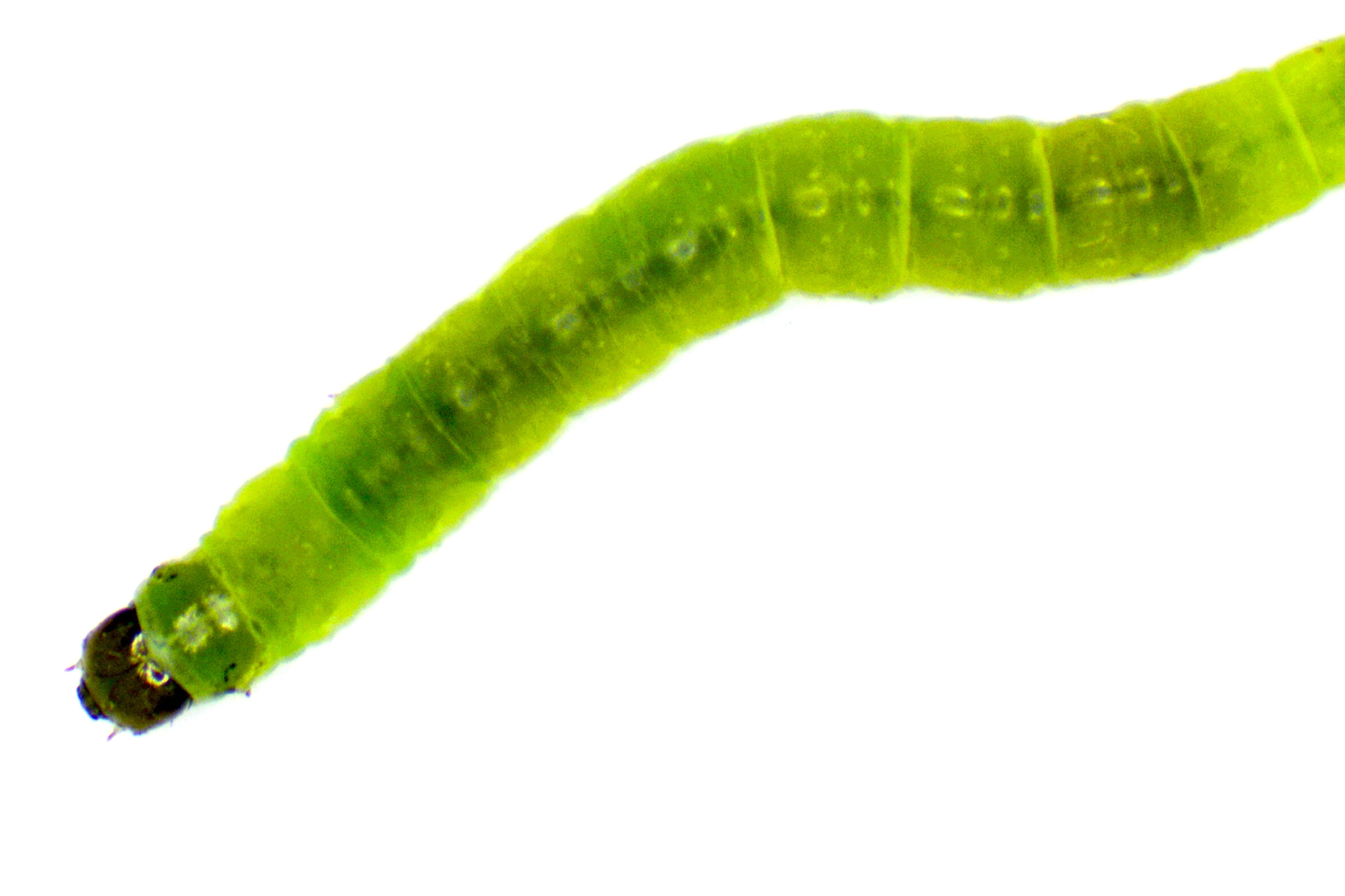 Green, wormlike things are shooting silk and descending from trees in ...