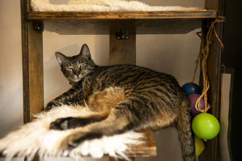 Denver's cat cafes are here fur when you want to have a purrfect time ...