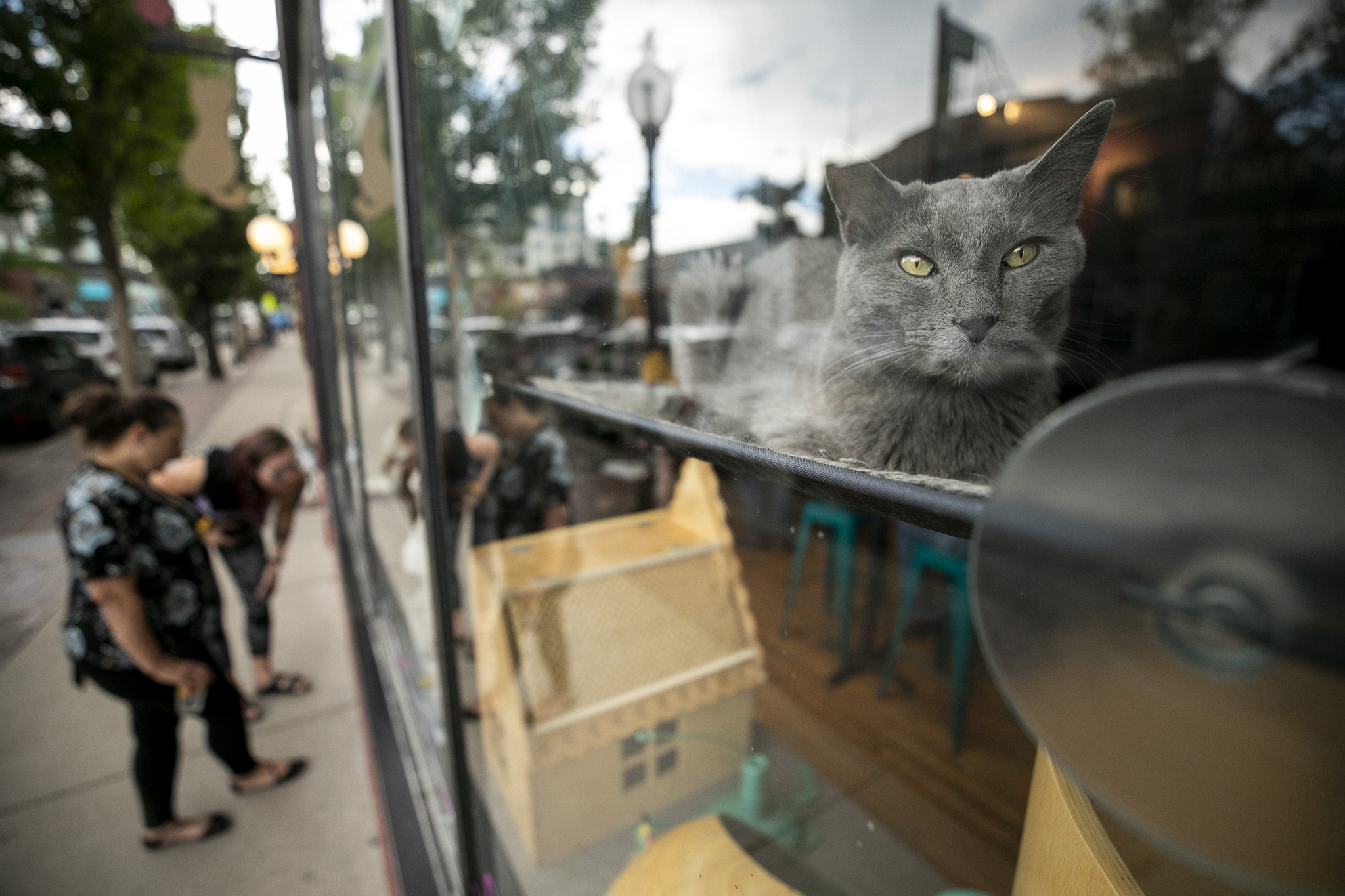 Denver's cat cafes are here fur when you want to have a purrfect time ...