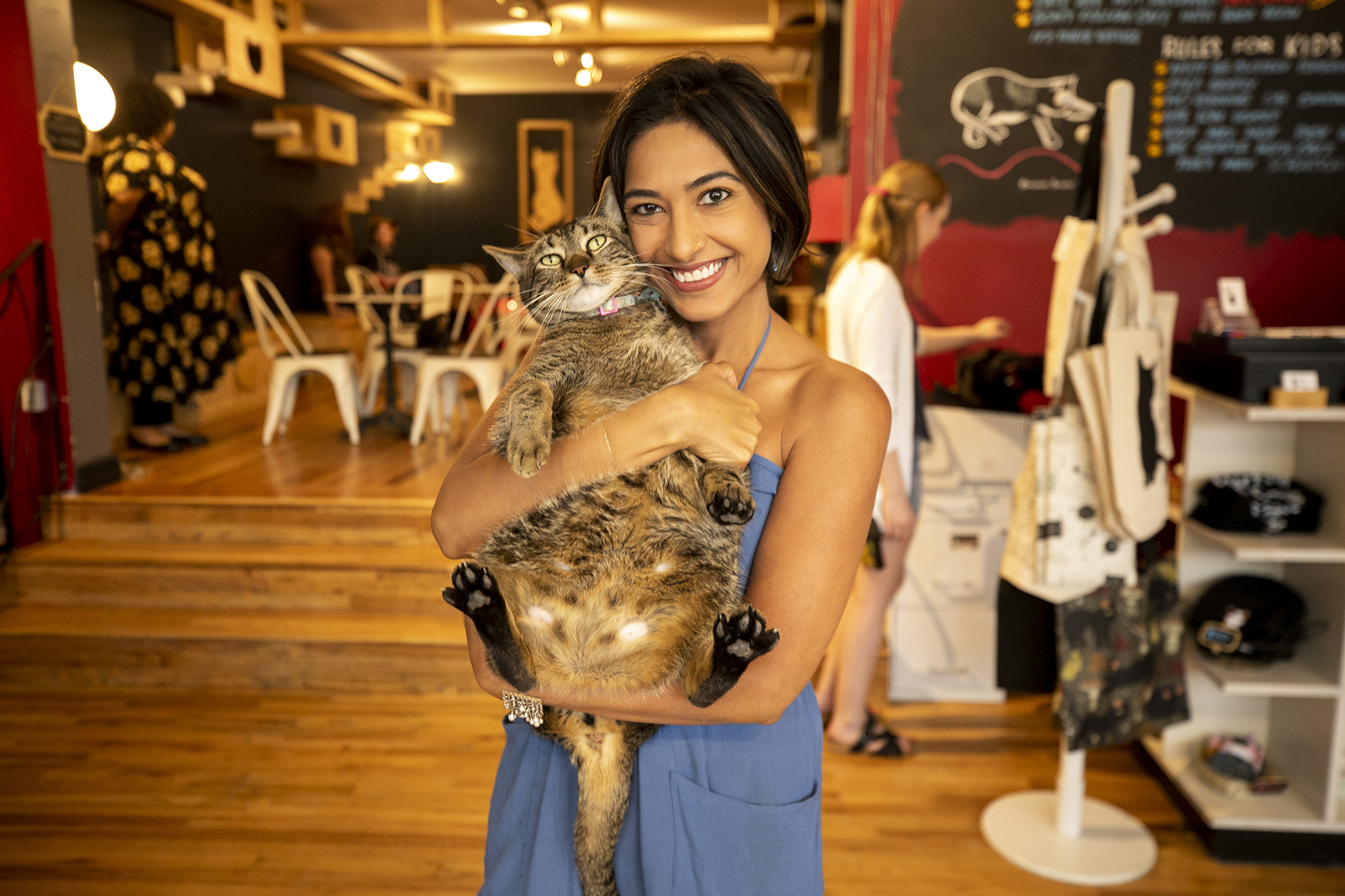 Denver's cat cafes are here fur when you want to have a purrfect time ...