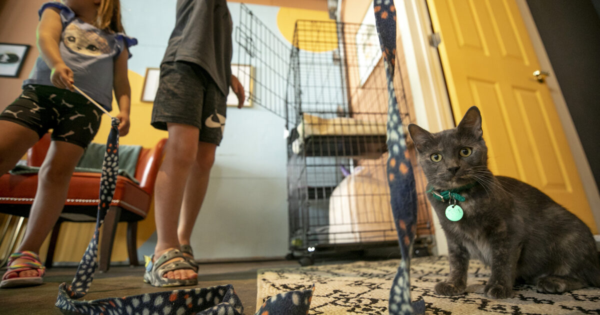 Denver's cat cafes are here fur when you want to have a purrfect time ...
