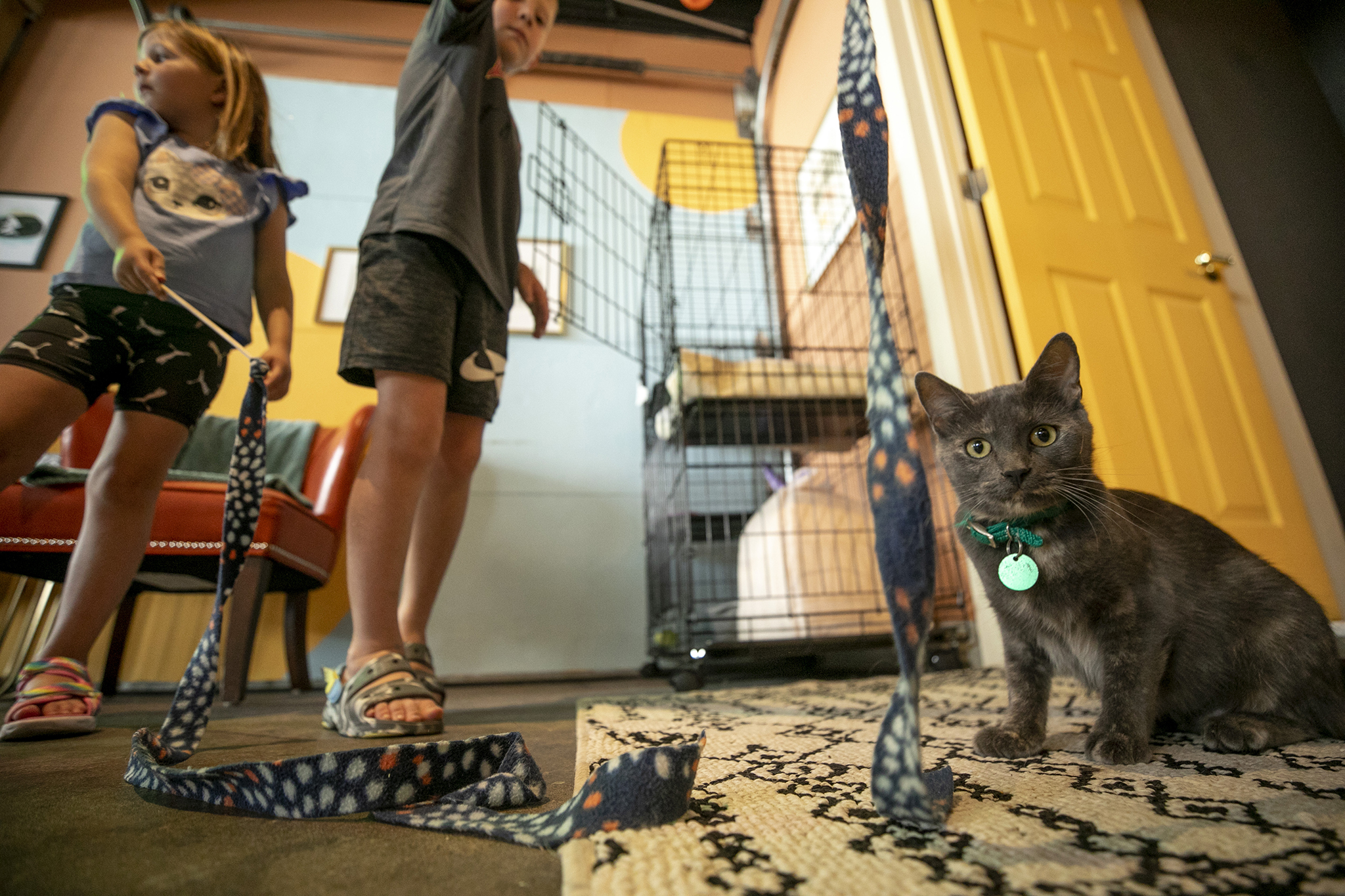 Denver's cat cafes are here fur when you want to have a purrfect time ...