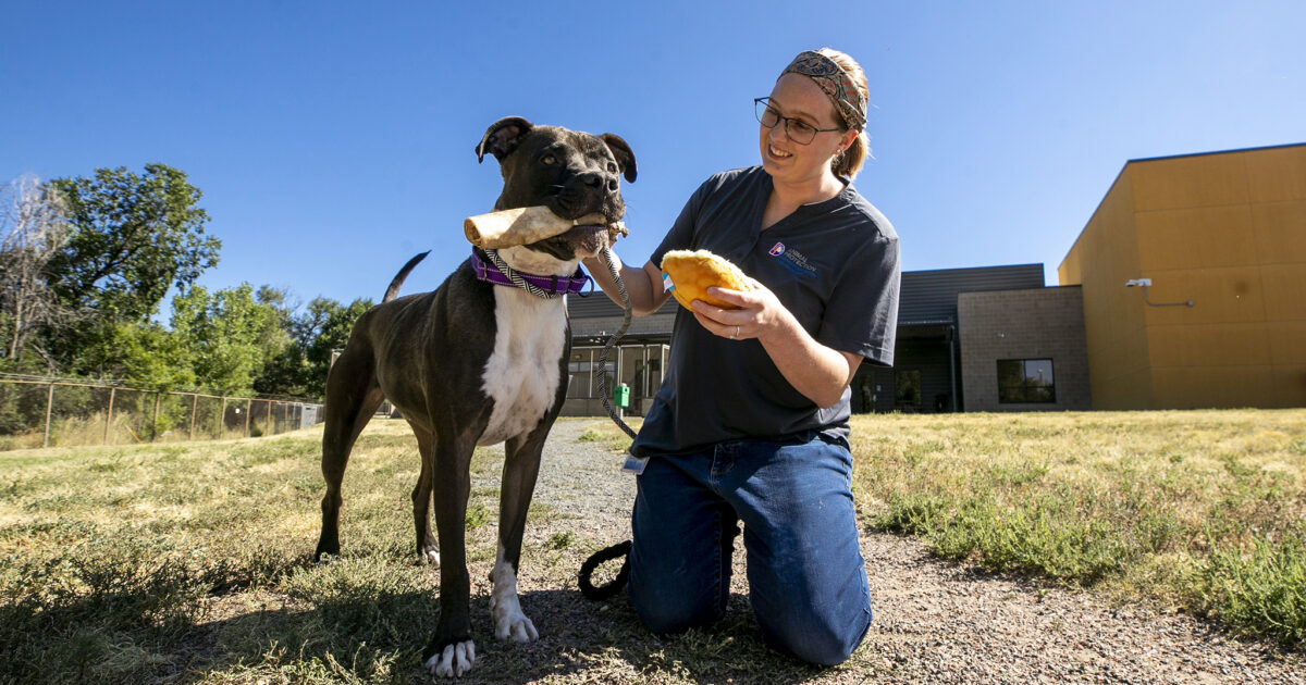 Meet the Denver Animal Shelter's first social worker. Her job is to ...