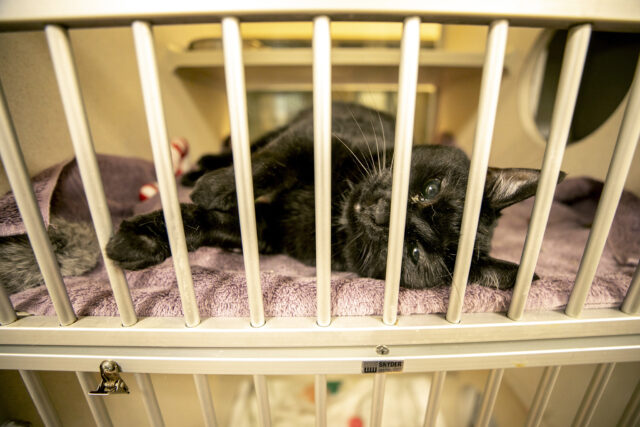 Meet the Denver Animal Shelter's first social worker. Her job is to ...